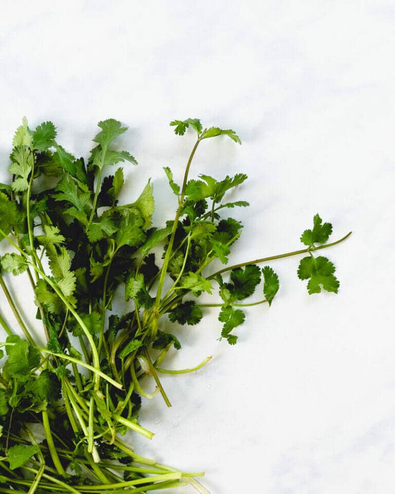 15 Best Cilantro Recipes – A Couple Cooks