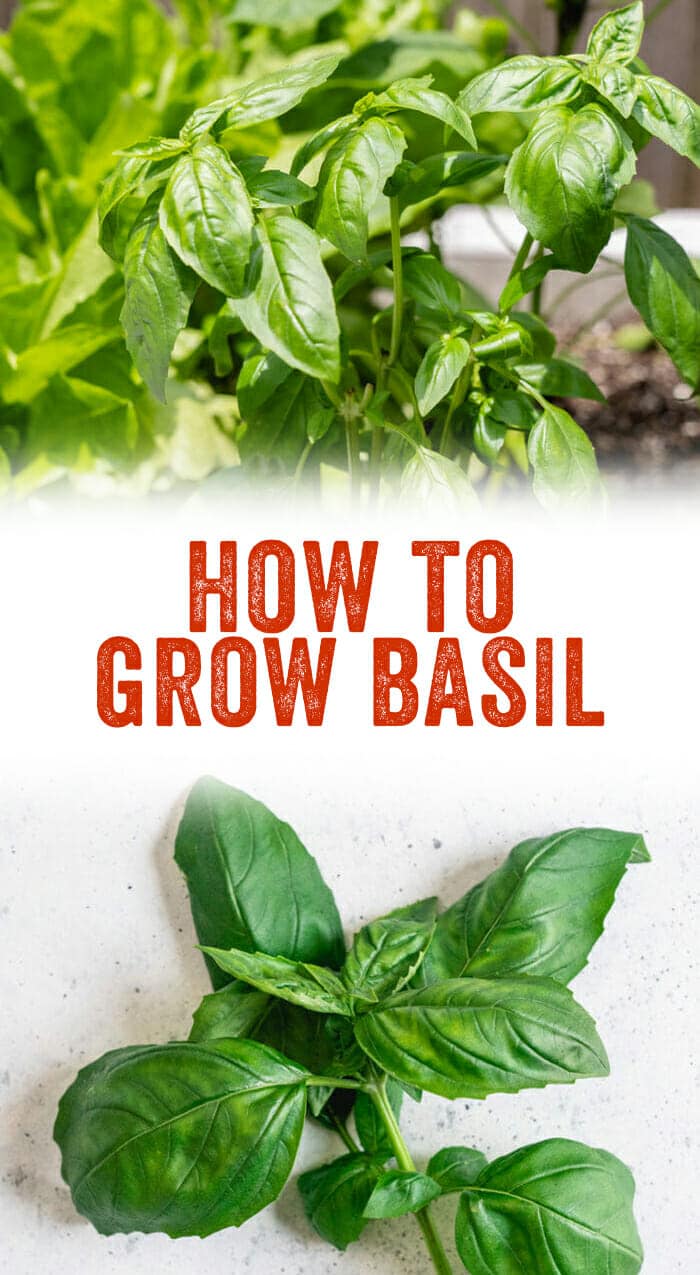 How to Grow Basil (How To & Recipes!) – A Couple Cooks